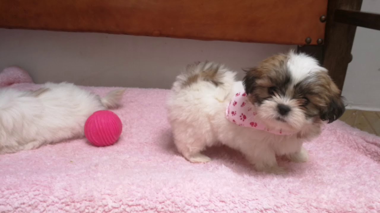 Perritos Chiquitos En Venta